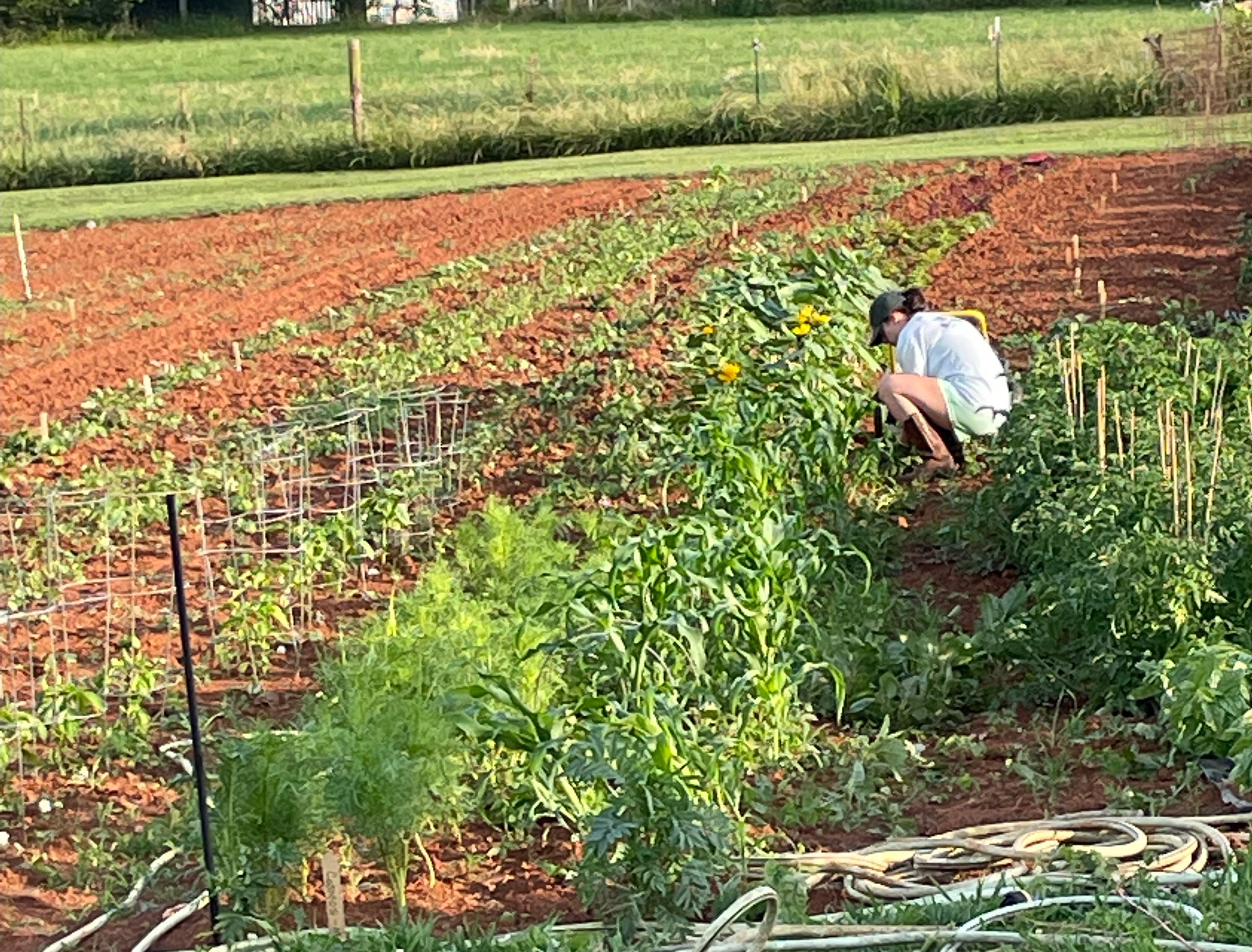 Buzzard Roost Branch Estate – Small, rural farm specializing in ...